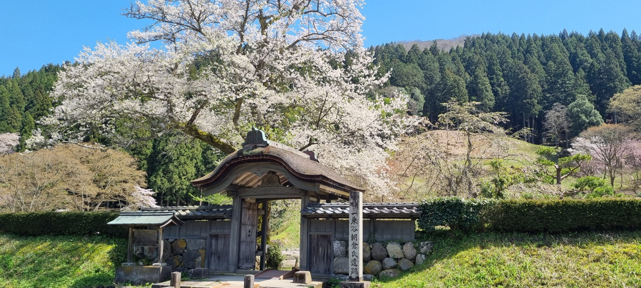 Best places to see cherry blossom in Japan - Journey To The East