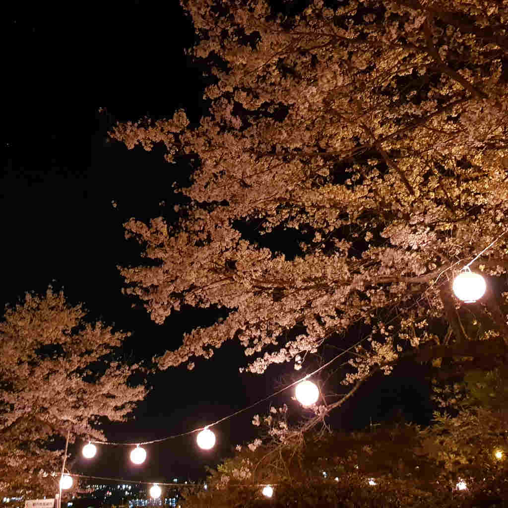 Hanami and Cherry Blossoms in Japan - Journey To The East